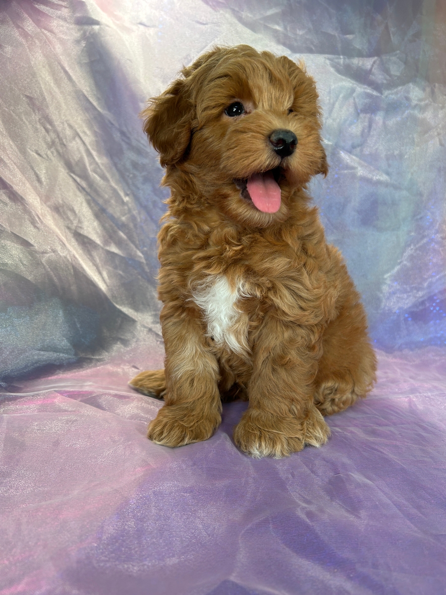 F1b Schnoodle Puppies for Sale, IA, MN, WI