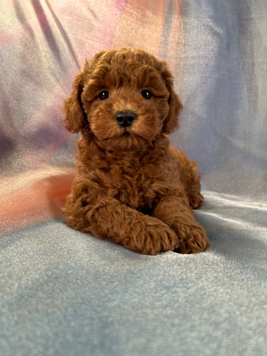 Professionally Bred In Iowa, F1b Mini Goldendoodle Puppies