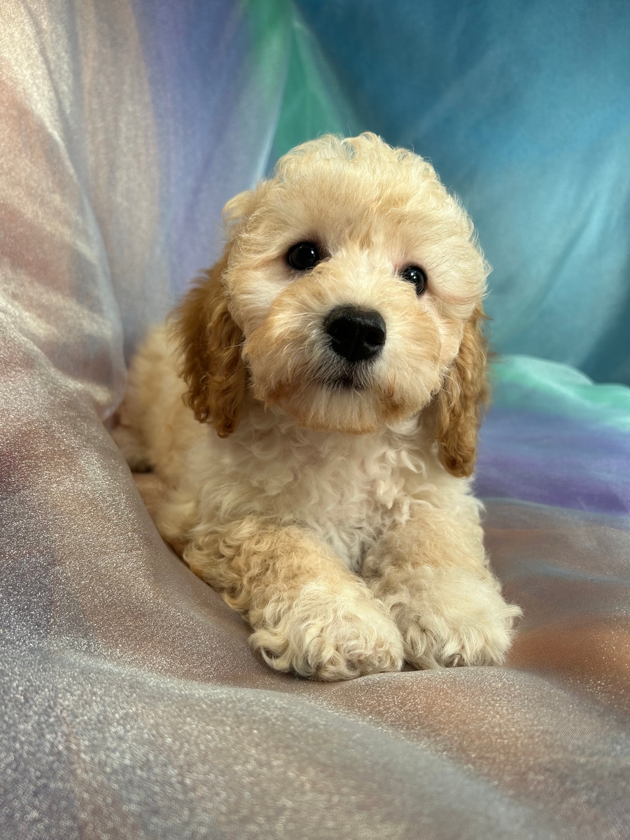 Iowa Puppies Available Now! Bichon Poodles and Mini Goldendoodles!