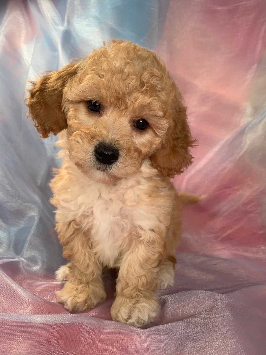 Iowa's Top Professional Bichon Poodle Breeder