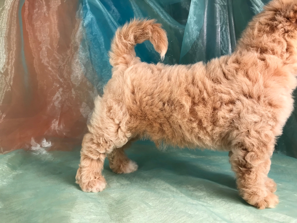 Bichon Poo Breeder, Puppies Ready Now, Iowa, Minnesota, Illinois