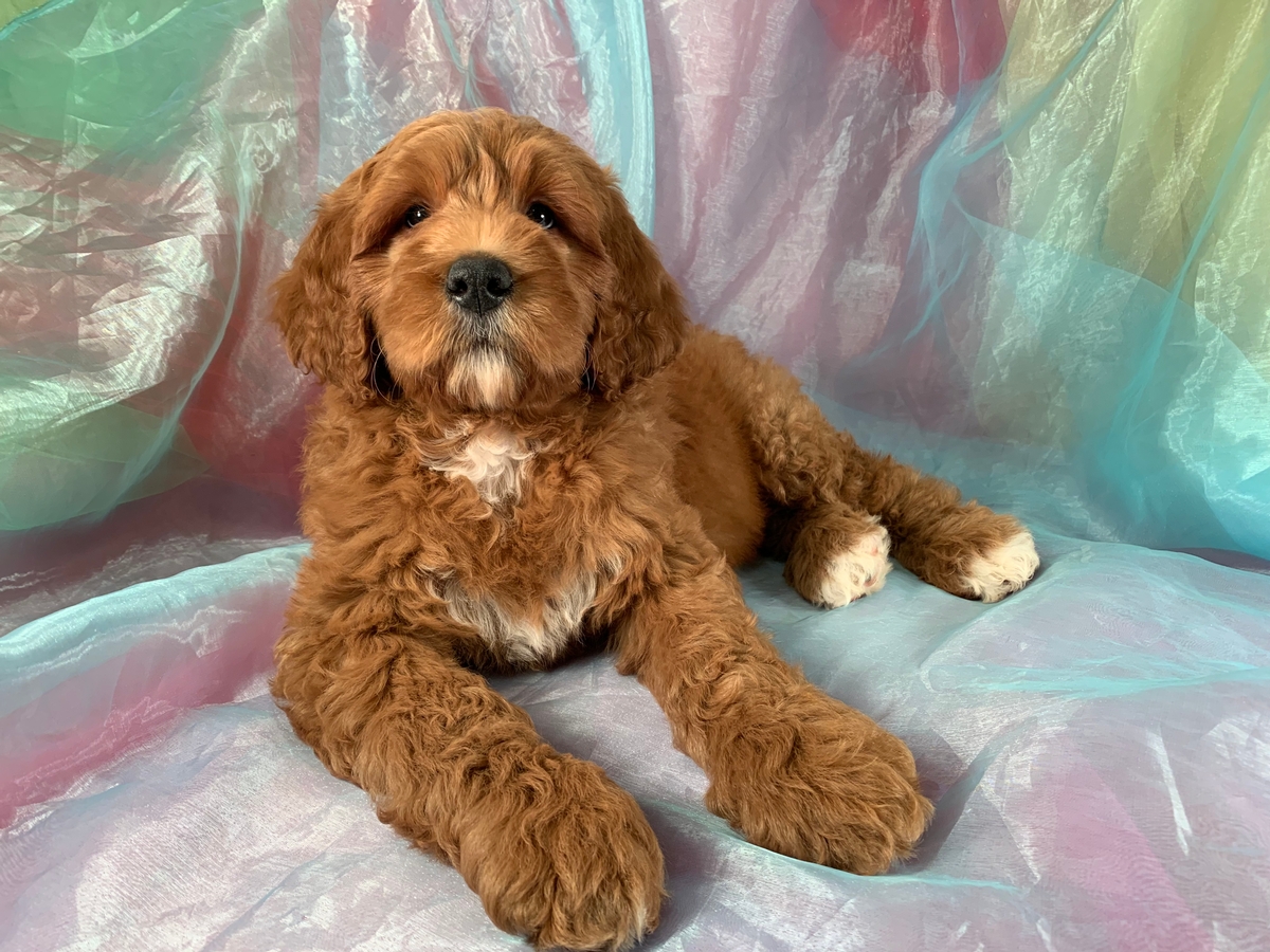 Dark Red Female Bernedoodle Pup, Iowa, Minnesota, Illinois