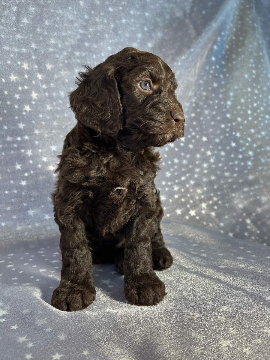 Dark Chocolate F1 Female Cockapoo for Sale, Iowa and Minnesota Breeder