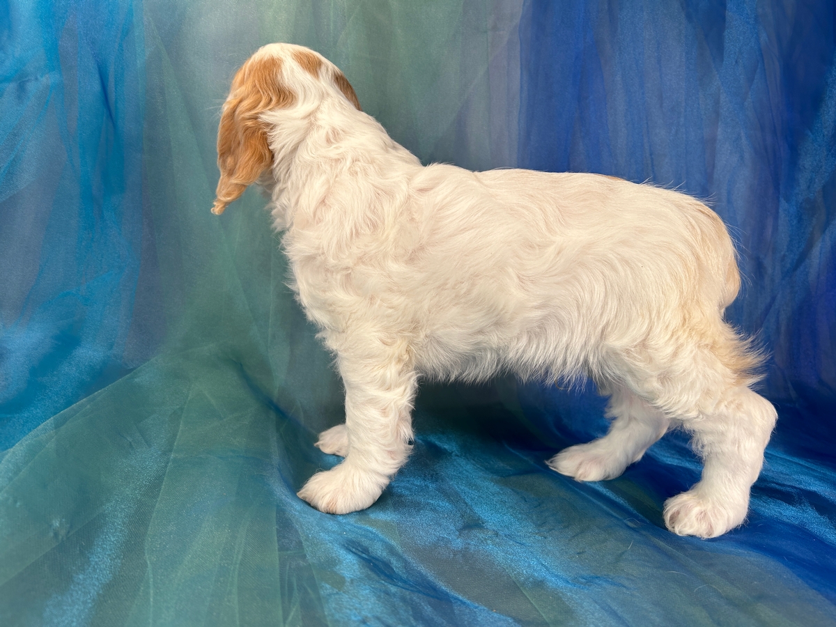 American Cockapoo Puppies for Sale in Iowa, Ready Now!