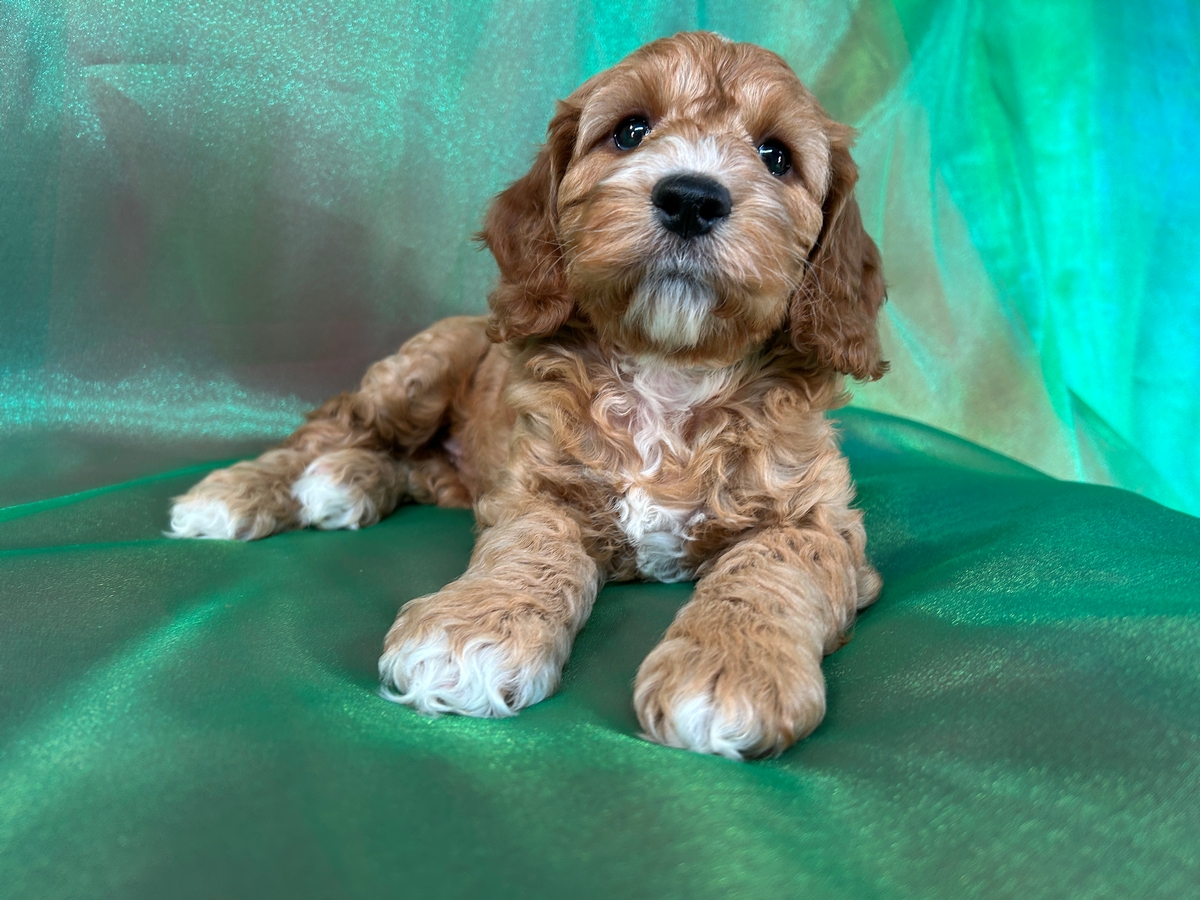 Cockapoo for Sale