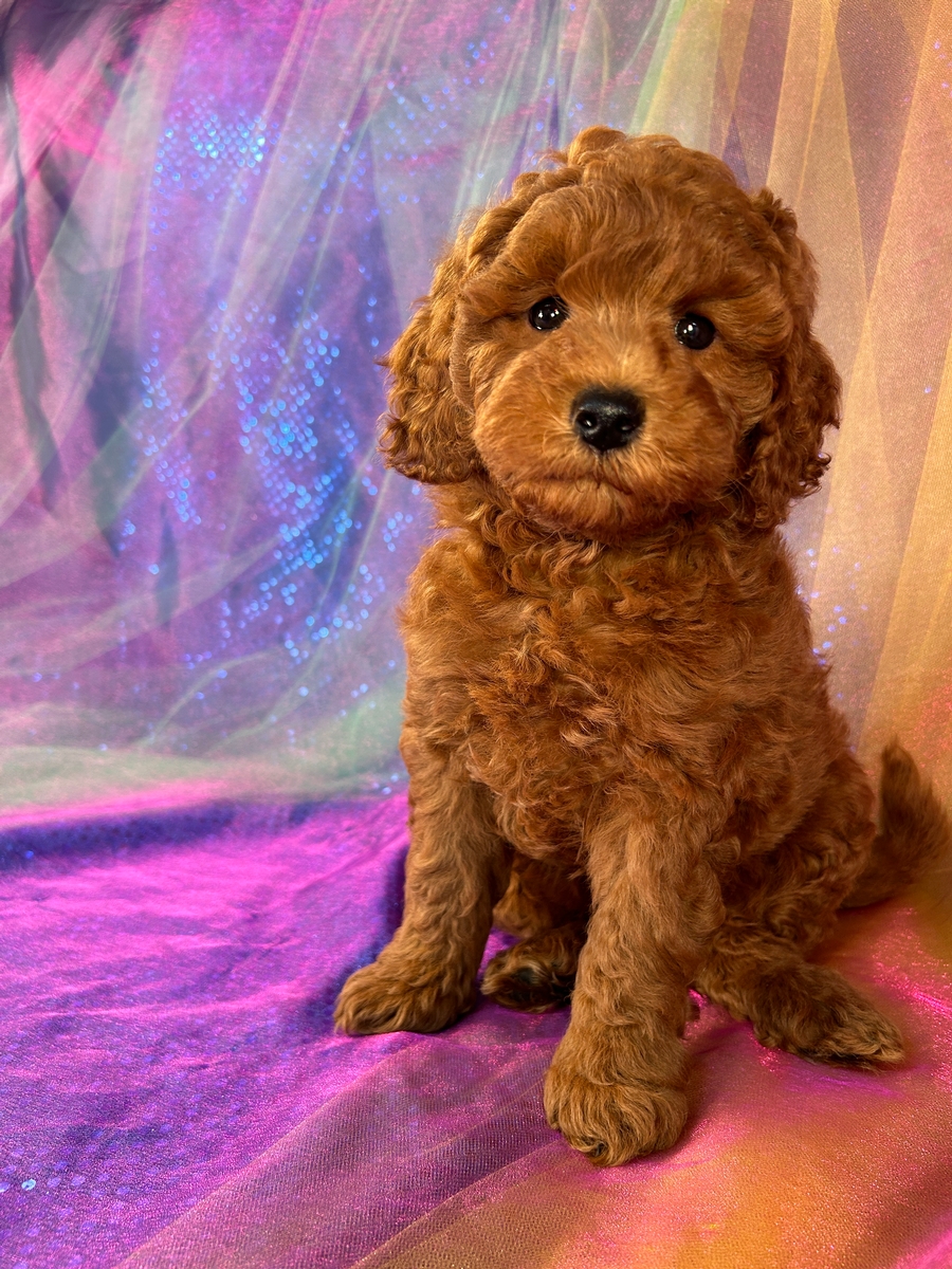 Professionally Bred F1b Puppies, Miniature Goldendoodles, Iowa