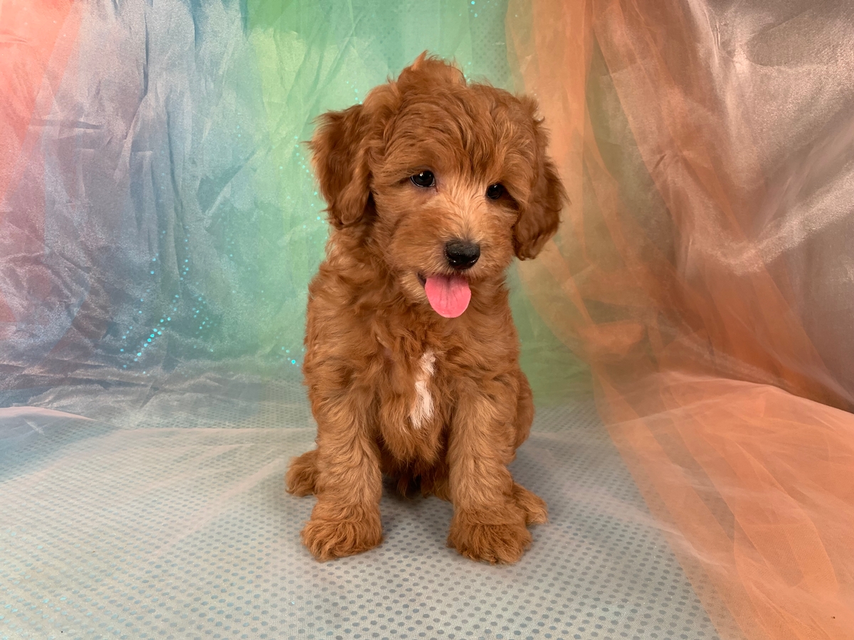 Dark Red Miniature Goldendoodles, Iowa Breeder, Puppies Available!