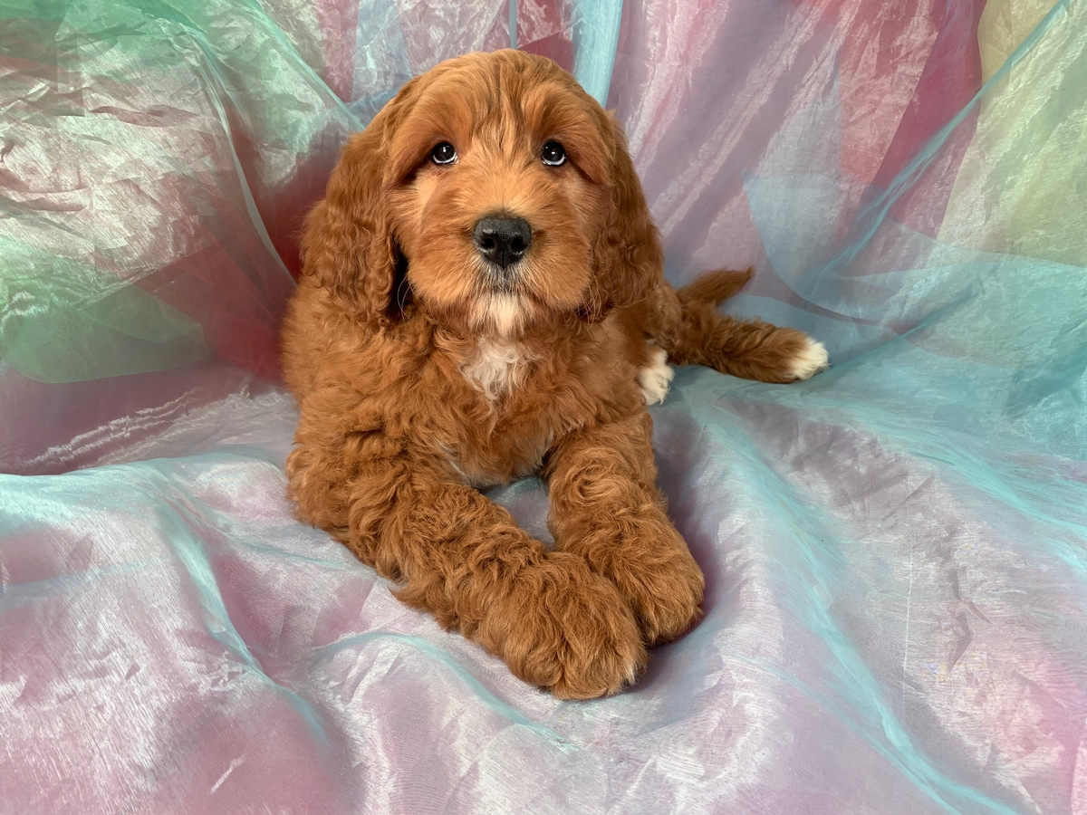 Dark Red Female Bernedoodle Pup, Iowa, Minnesota, Illinois