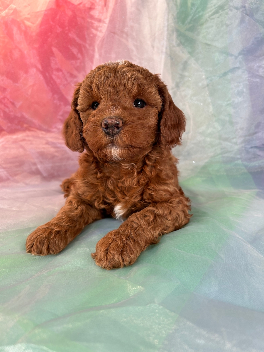 Dark Red Mini Bernedoodle Breeders in Iowa