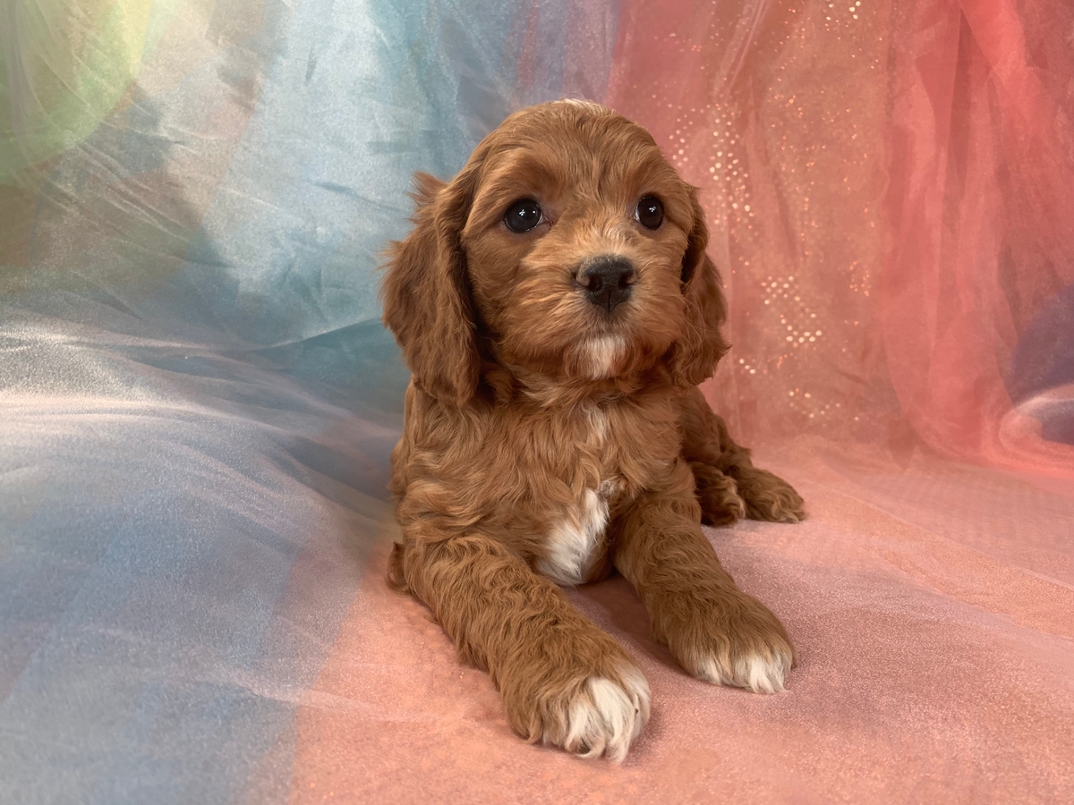 Dark Red Cockapoo Puppies for Sale in Iowa, $1200, Puppies Available!