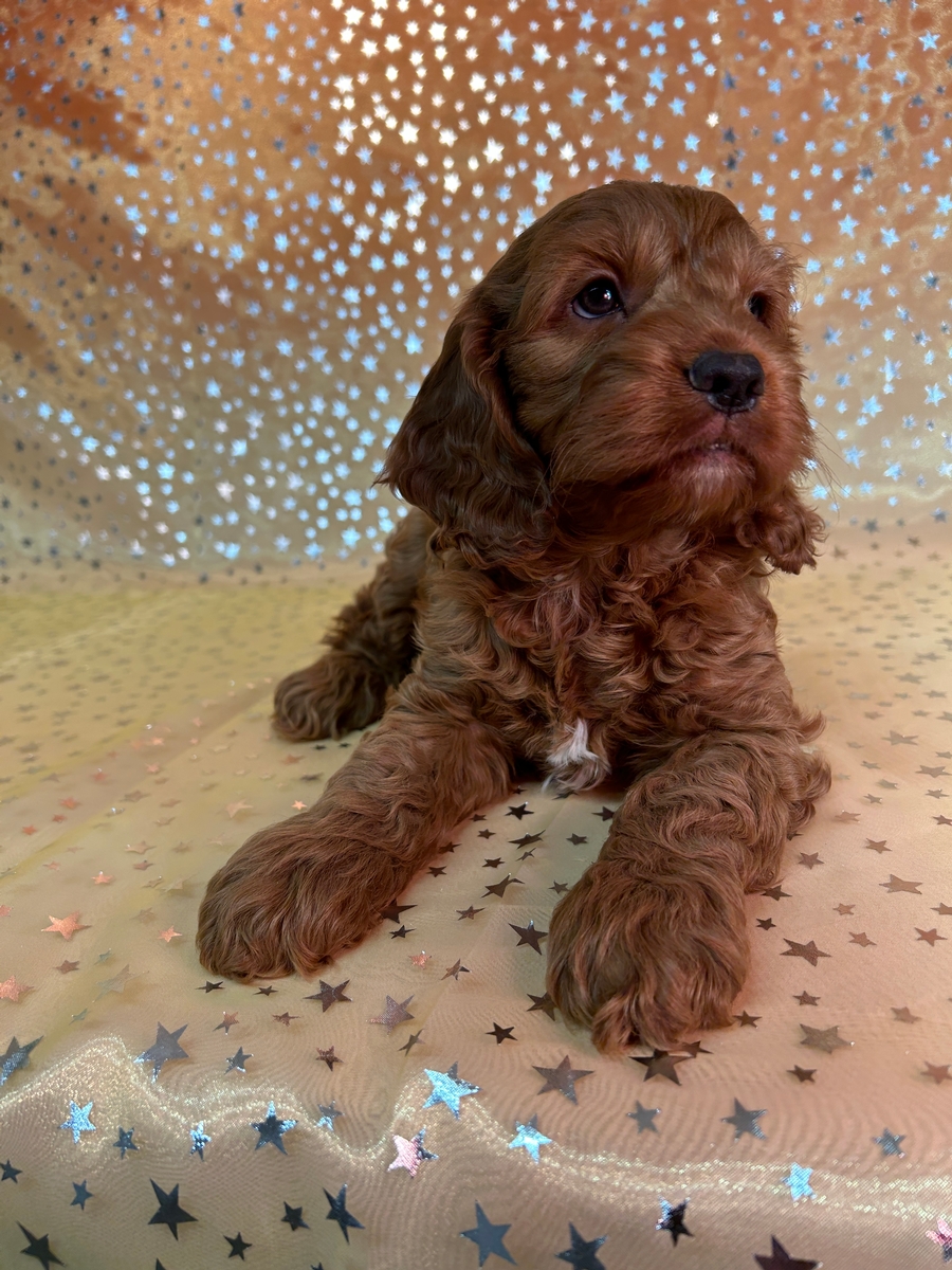 Dark Red Cockapoo for Sale, Iowa Breeder