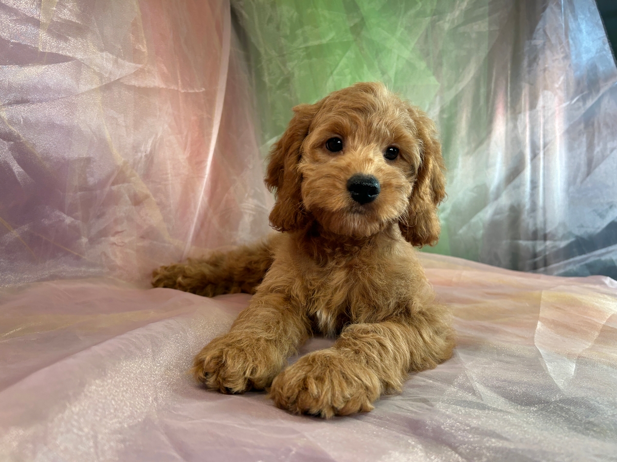 Professional Breeder, Cockapoo Puppies for Sale Now!