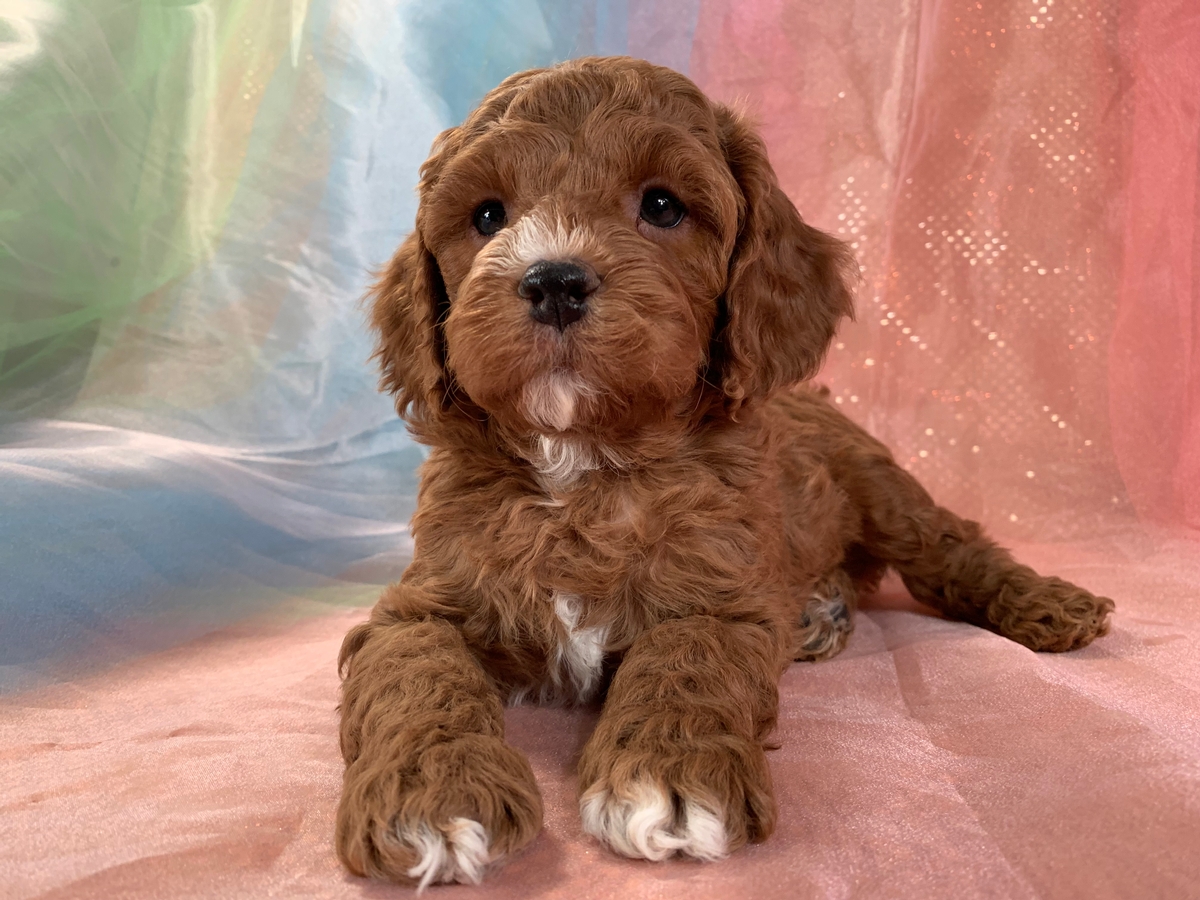 Iowa's Best Professional Cockapoo Breeders, Cockapoos Available!