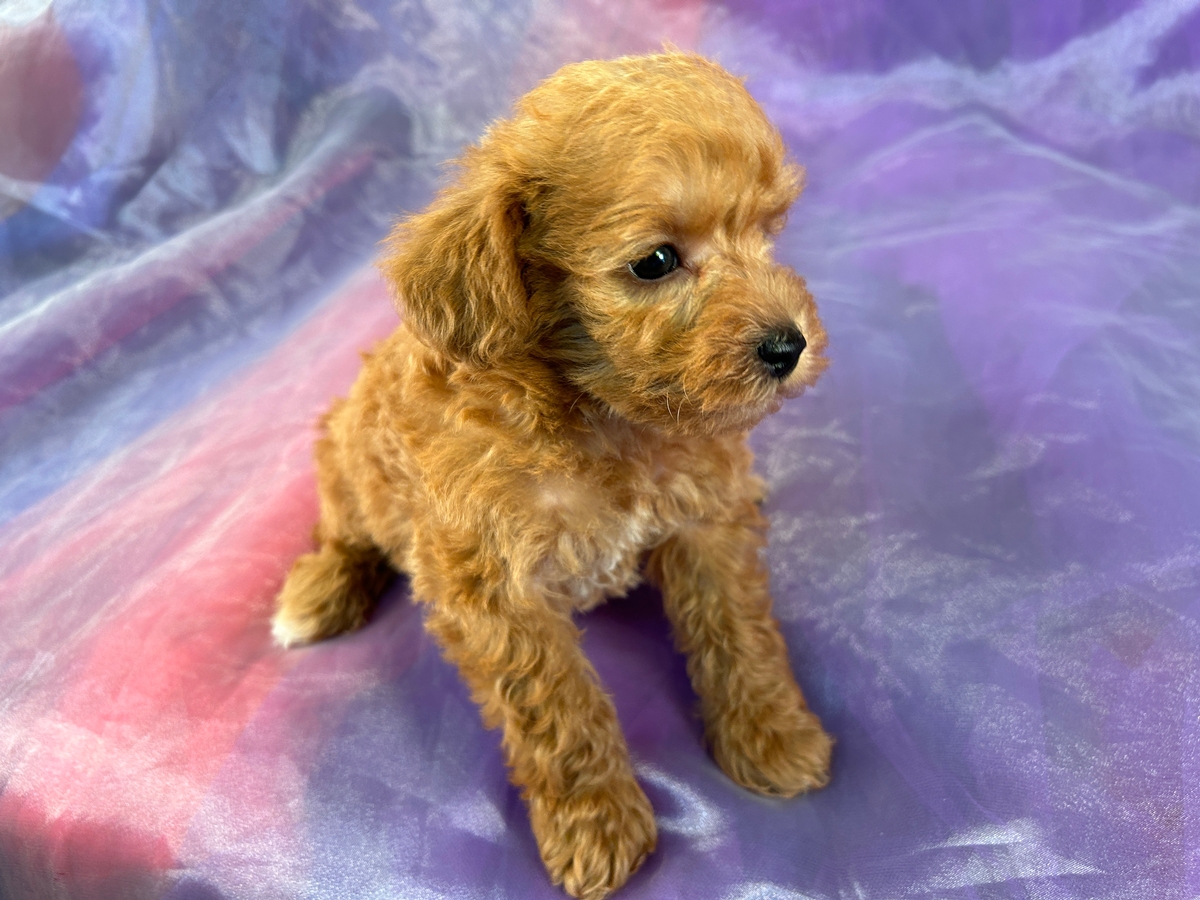 Red Mini Schnoodle Puppies for Sale
