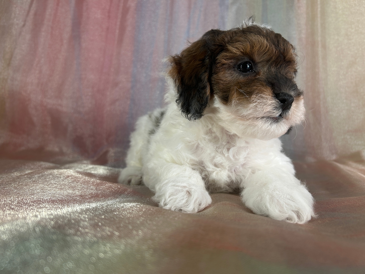 Sable and White Schnoodle Breeder in Iowa
