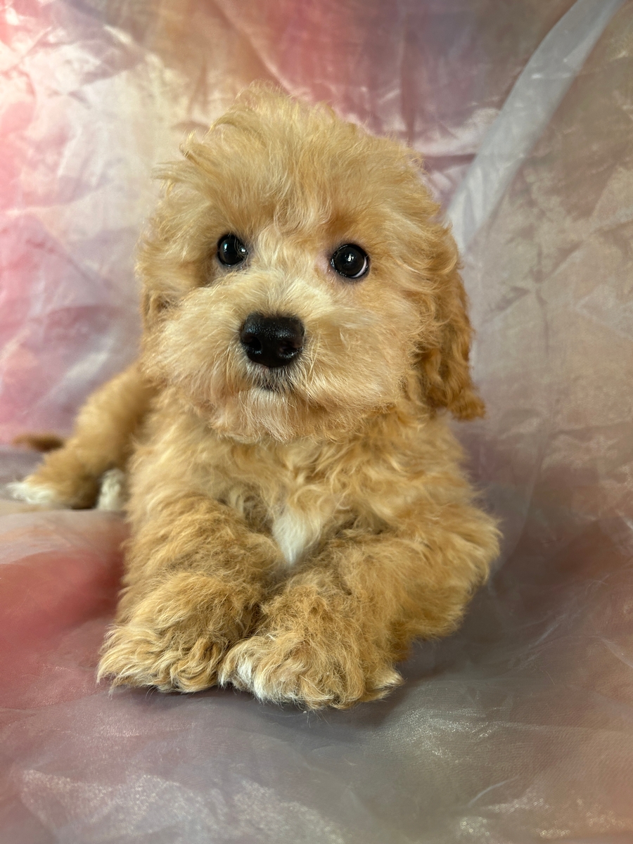 Small Apricot Male F1b Mini Goldendoodle with White Markings $1200