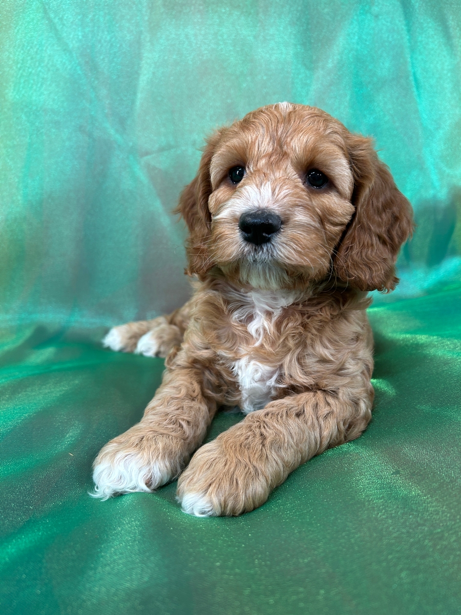 Cockapoo for Sale
