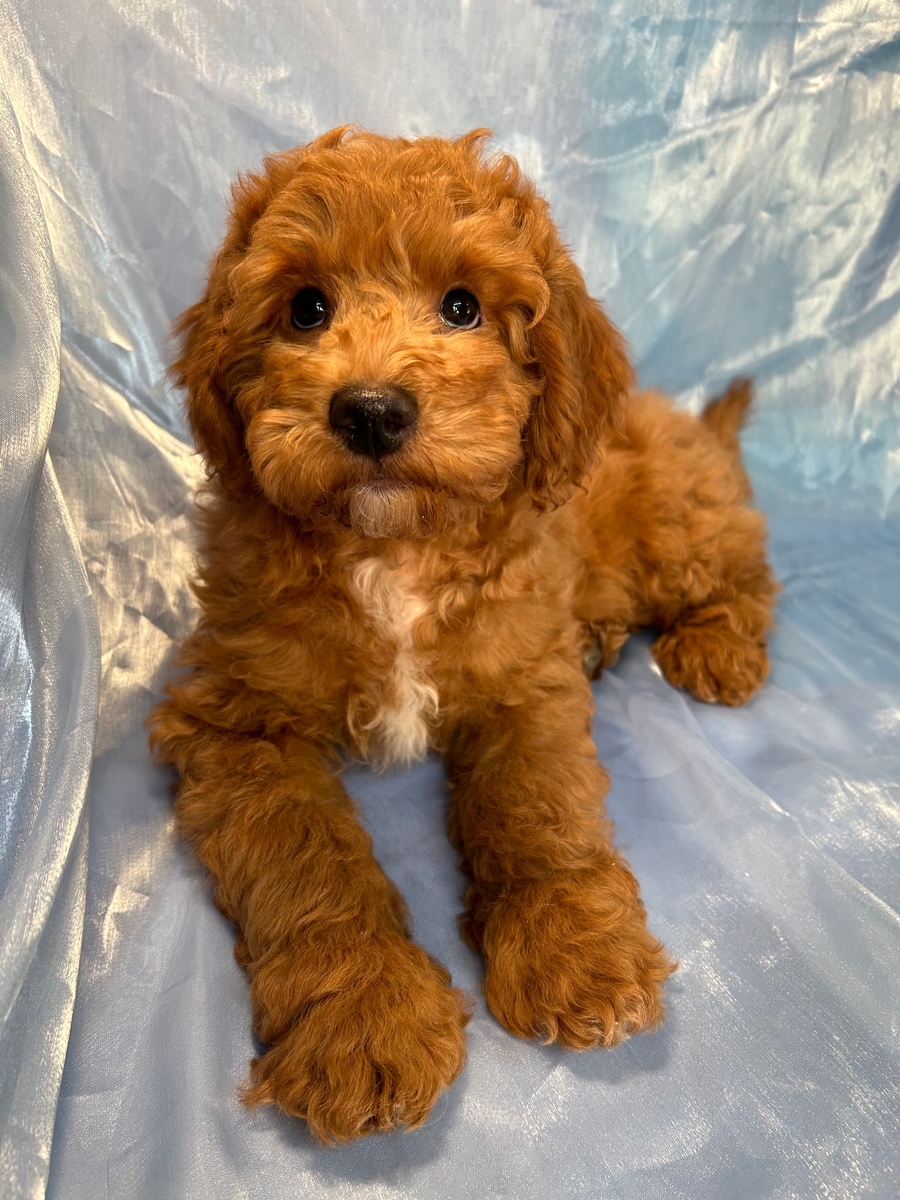 Dark Red and White Bichon Poo Puppies for Sale in North Iowa