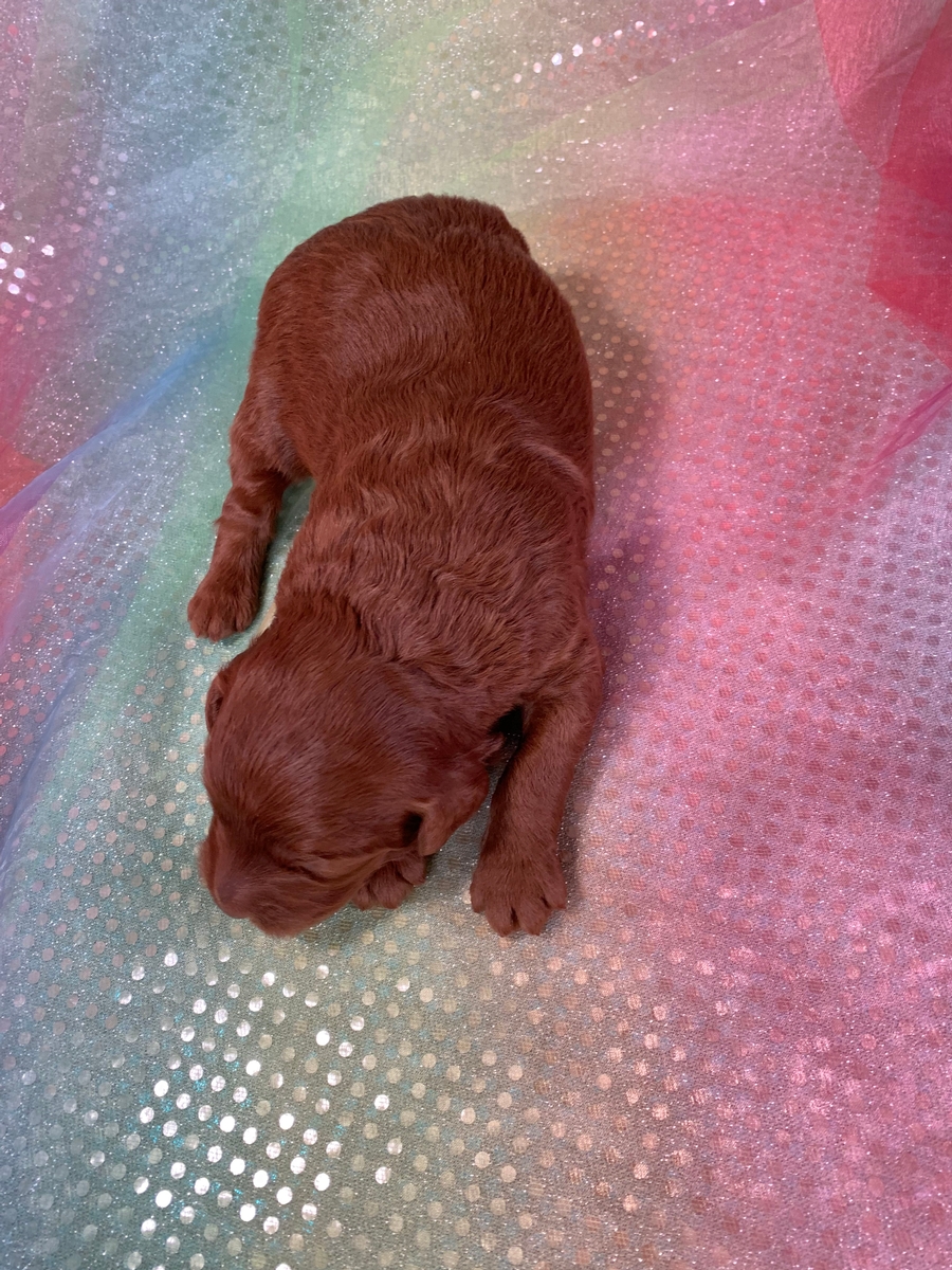 Iowa Breeders, Dark Red Mini Bernedoodle Puppies for Sale