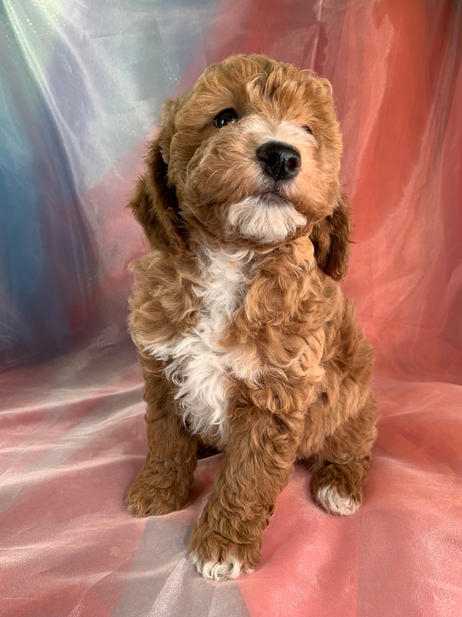 Puppies for Sale, Dark Red with White Markings, Schnoodle Breeders, Iowa