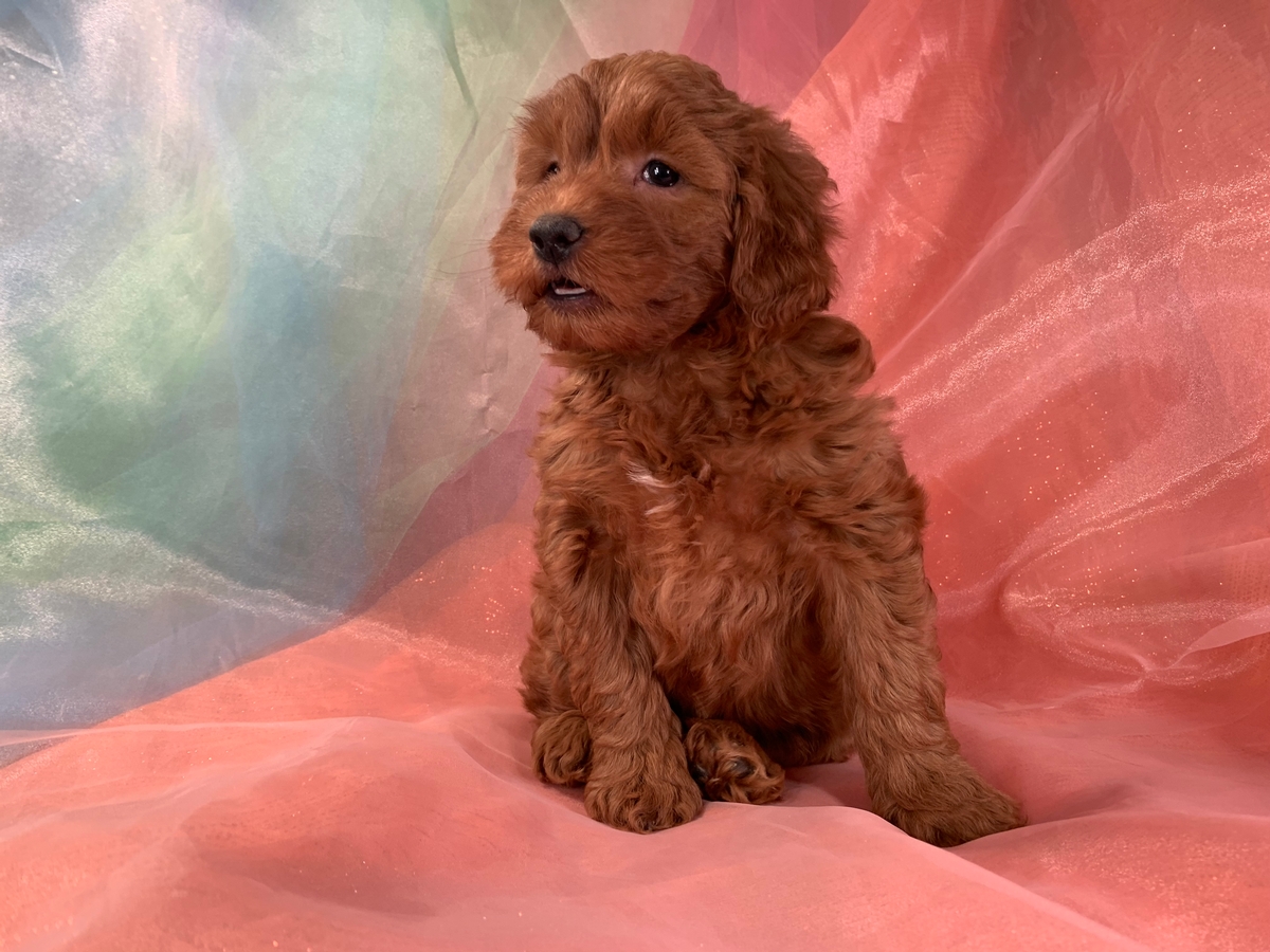 Dark Red Mini Goldendoodle Breeders, Females and Males Available!