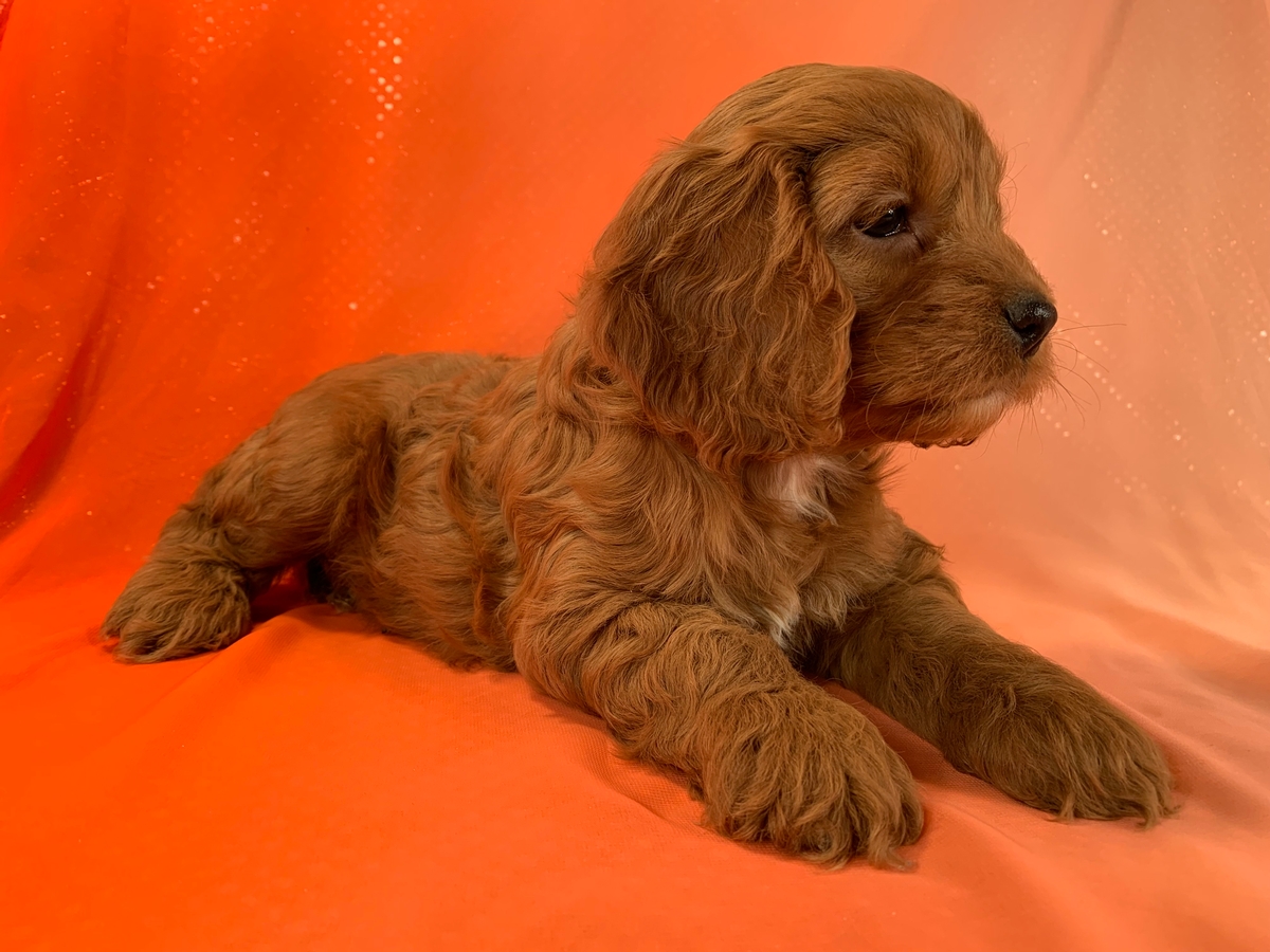 Cockapoo Breeders in Iowa, Dark Red F1 Female Cockapoos Available!