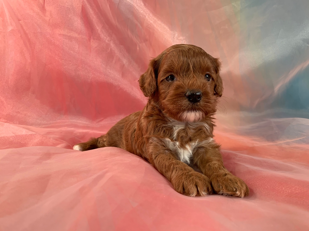 Dark Red and White Mini Bernedoodles for sale, F1b, Available and Ready ...