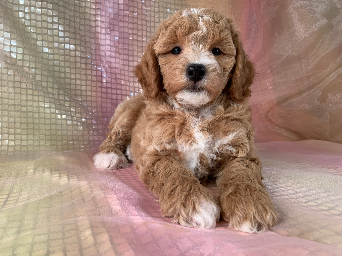 Apricot And White Poodle Bichon Puppies For Sale, Professional Iowa ...