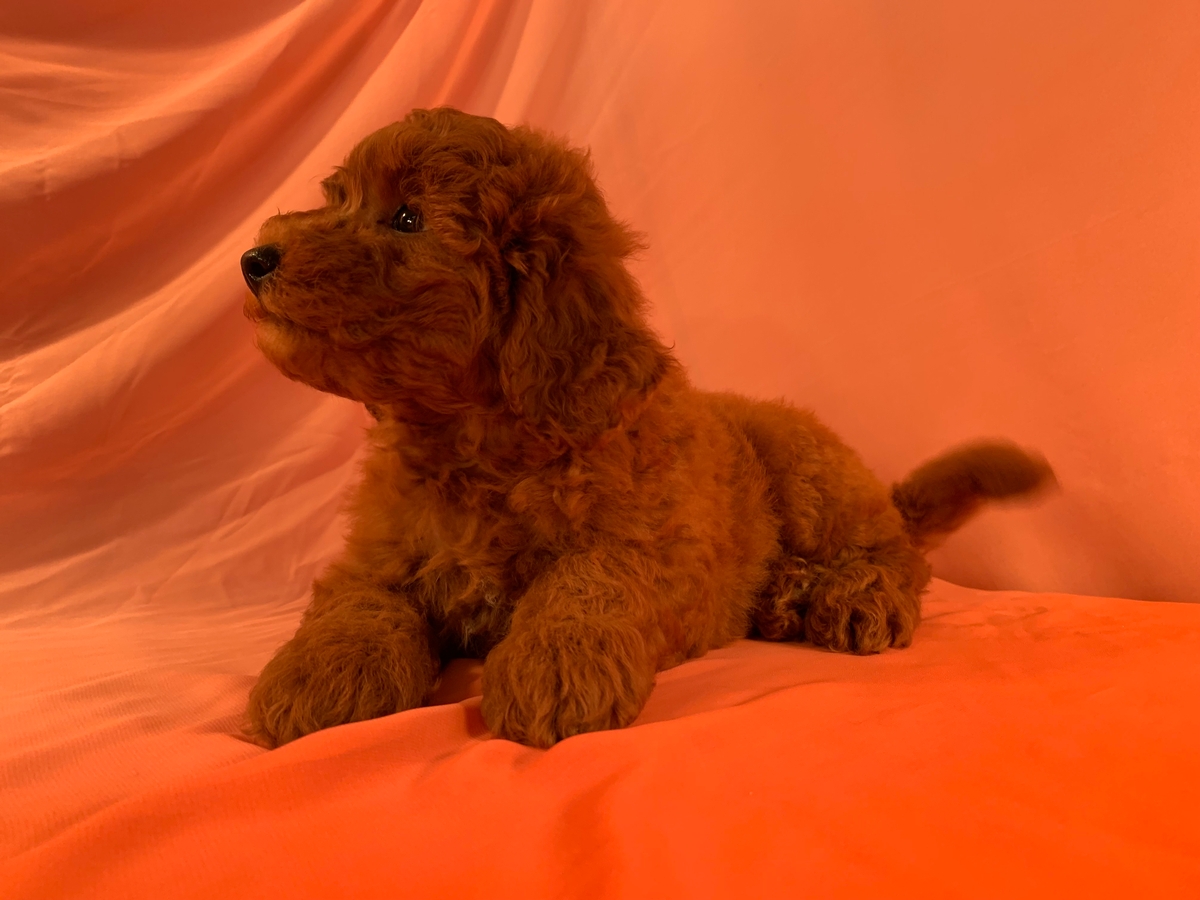 Dark Red Miniature Goldendoodle Puppies For Sale, Iowa Breeders