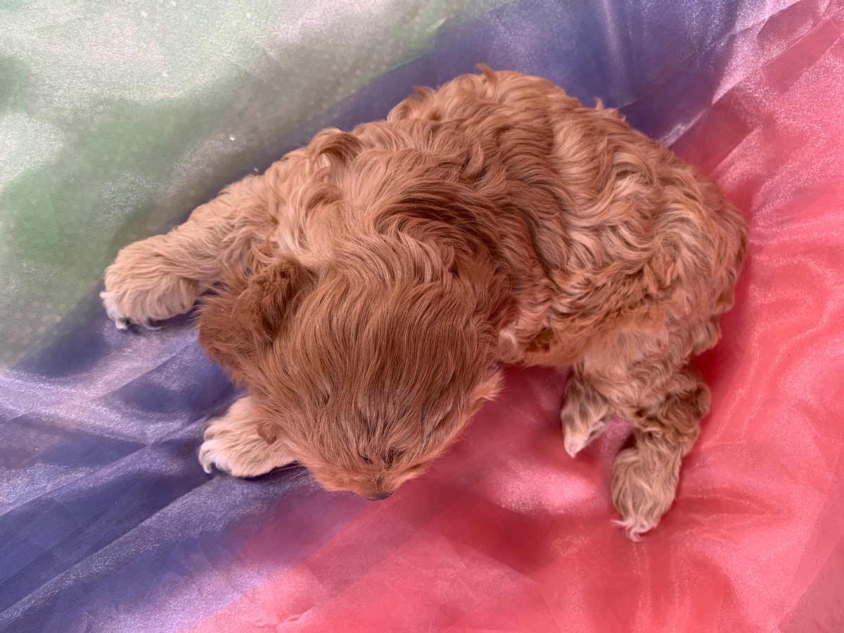 F1 Female Cockapoo Puppies for Sale in Iowa $1200, Iowa's Top Breeder!