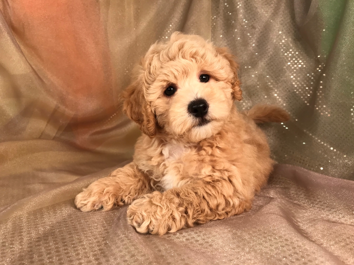 Bichon Poodle Breeders in Iowa
