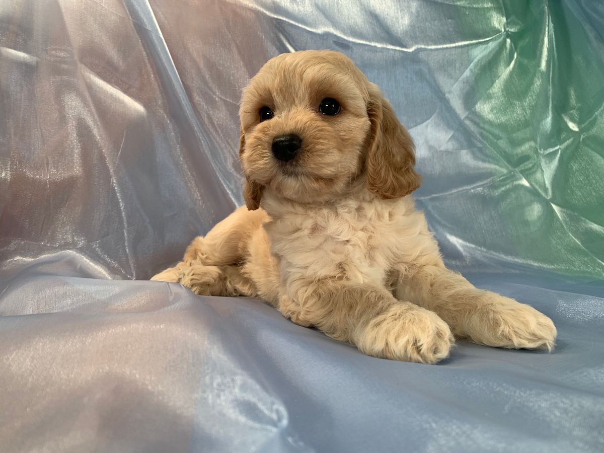 Female Cockapoo Available, Buff and White, Iowa Breeders