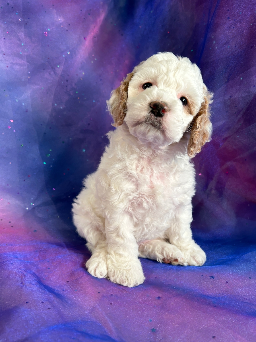 White Female F1 Cockapoo Puppy with Apricot Markings for Sale