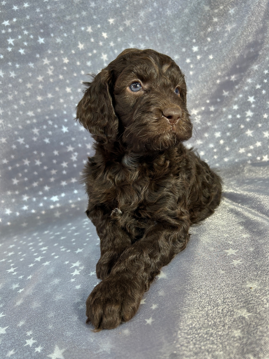Dark Chocolate F1 Female Cockapoo for Sale, Iowa and Minnesota Breeder