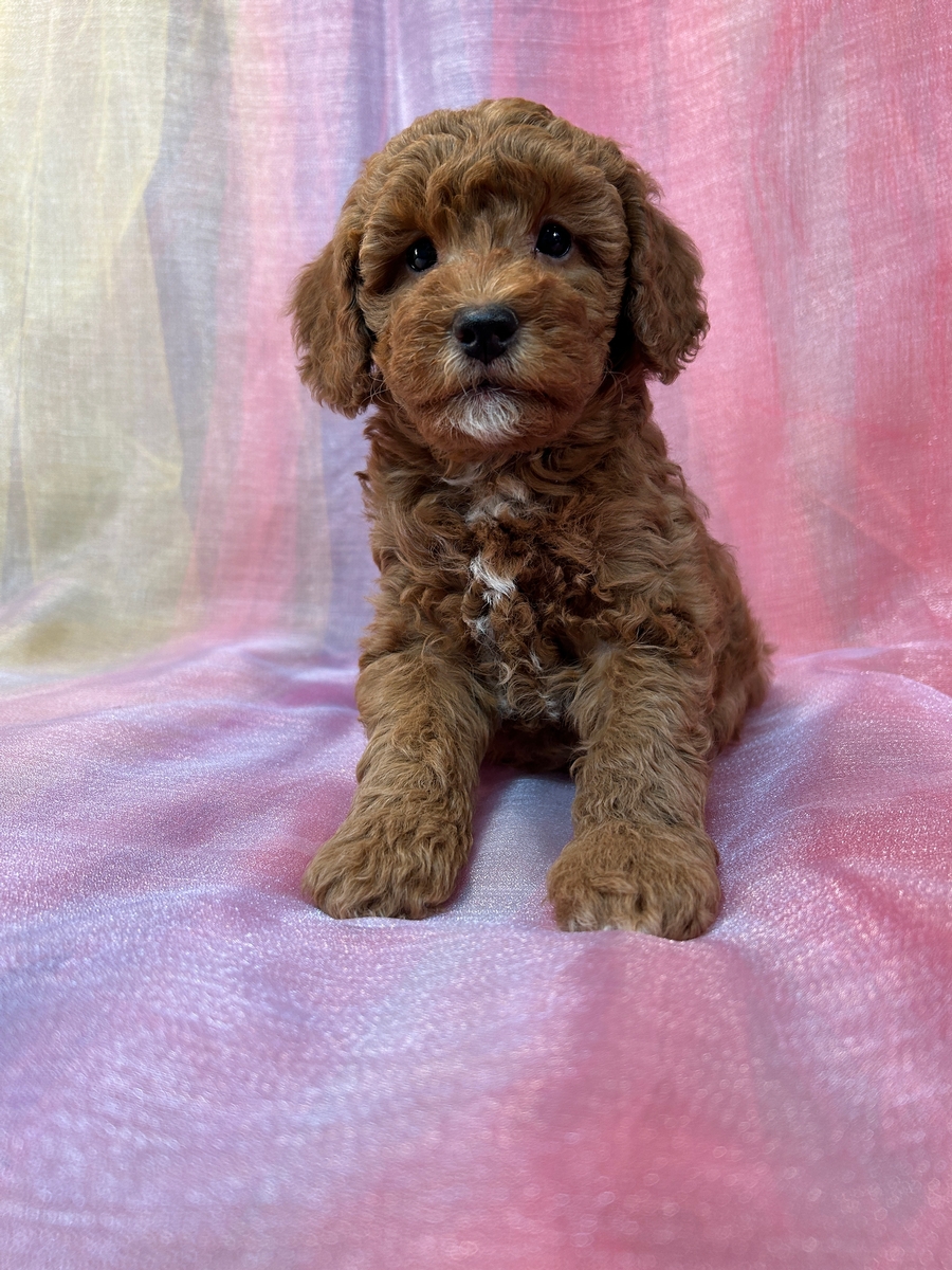 Dark Red Miniature Goldendoodle Breeder