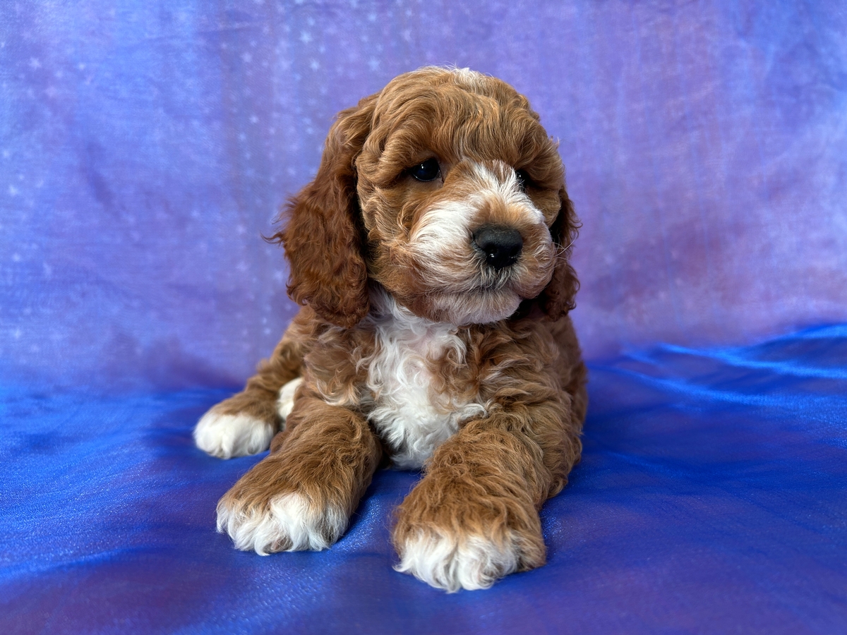 Professional Cockapoo Breeders