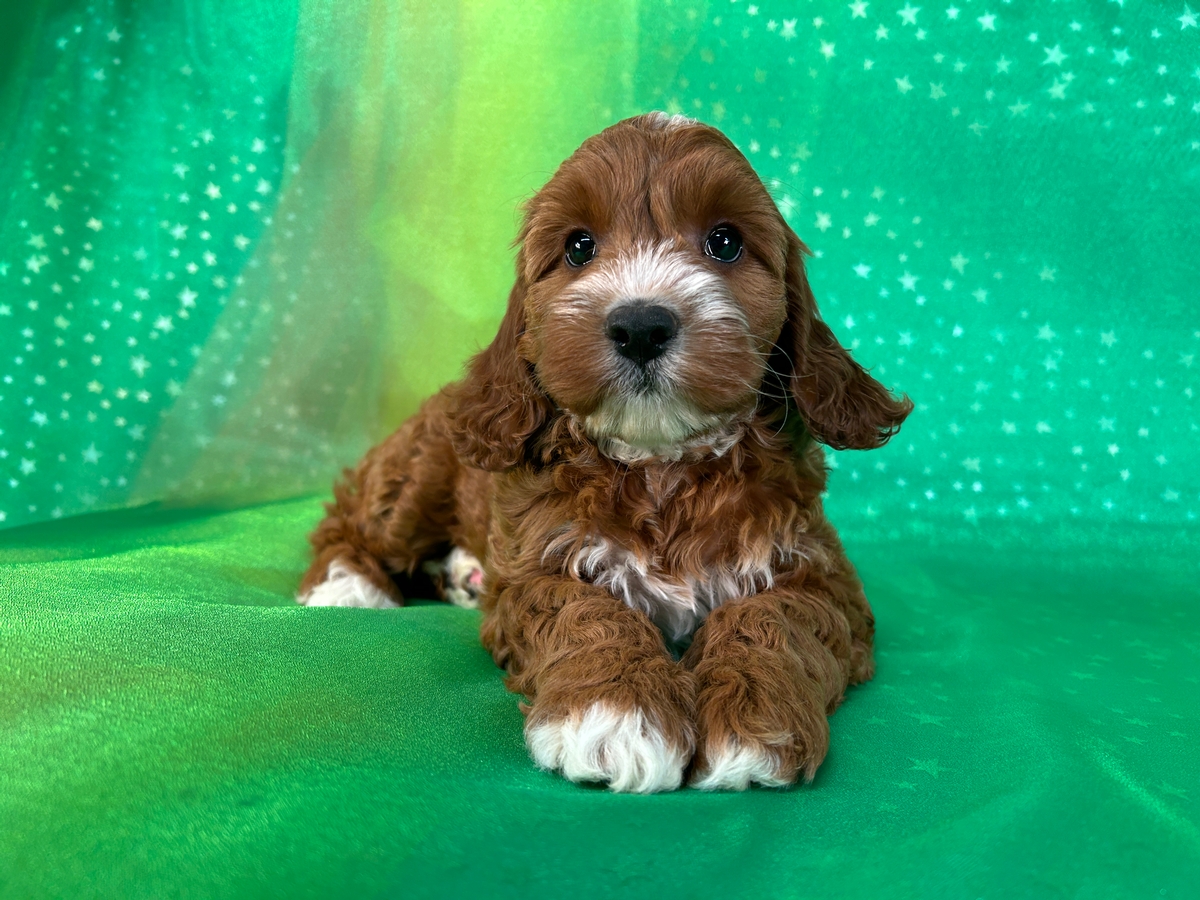 Iowa and Minnesota Cockapoo Pups, Dark Red with White Markings