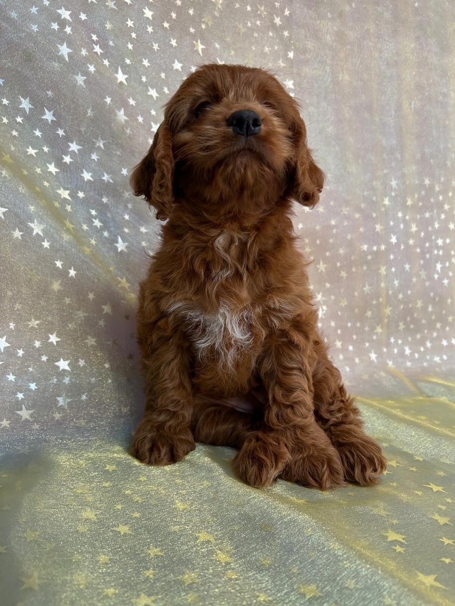 Dark Red Cockapoo Puppies Ready Now!