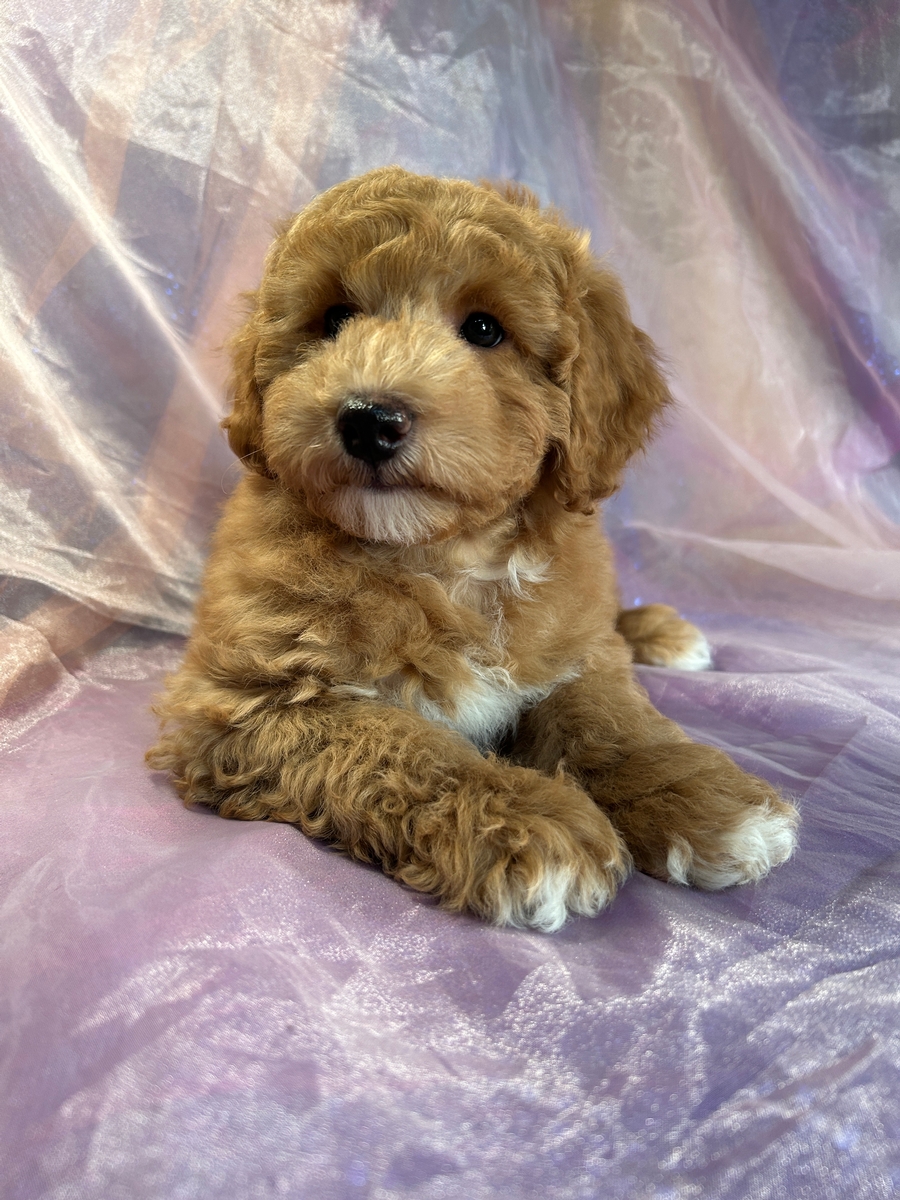 Red F1b Schnoodle Puppy for Sale with White Markings