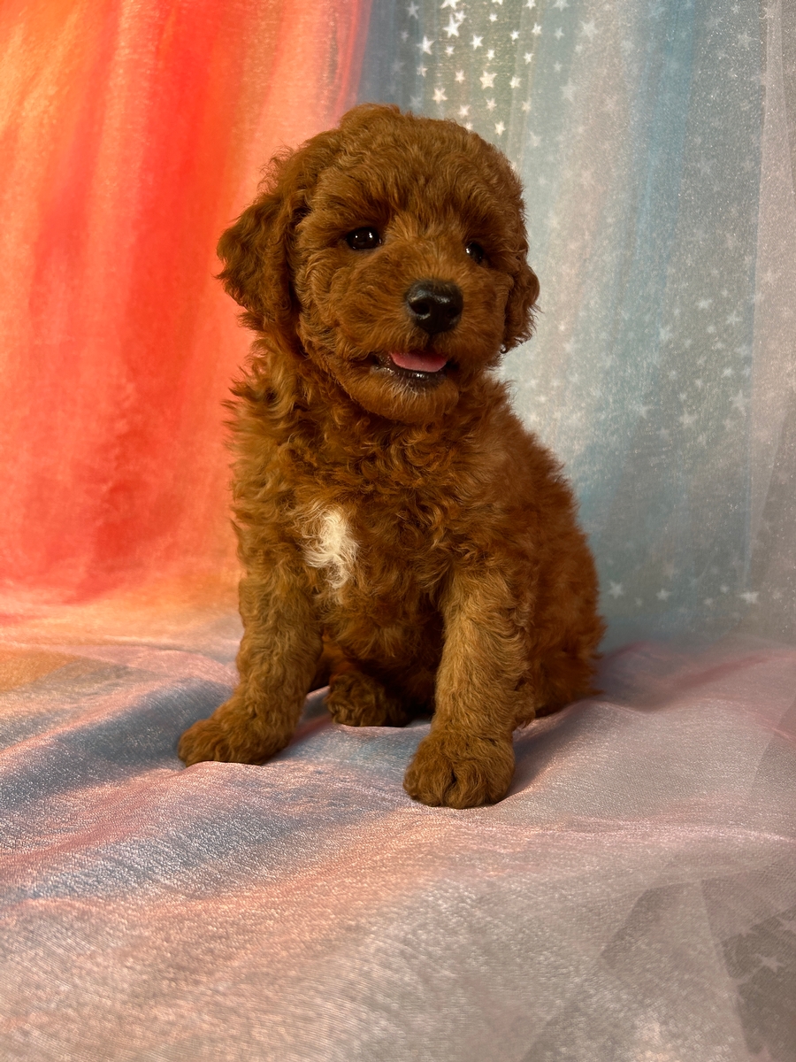 Dark Red Mini Bernedoodles with White Markings for Sale
