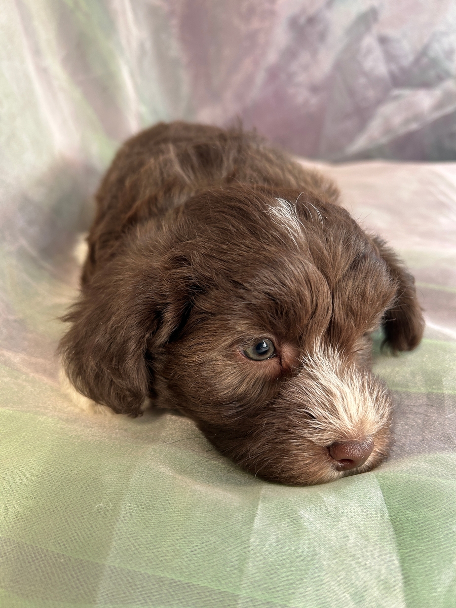Chocolate Schnoodles for Sale in Iowa, White Markings!