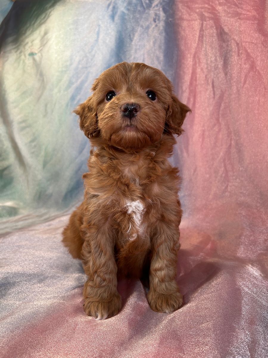 Professionally Bred Schnoodle Puppies in Iowa!