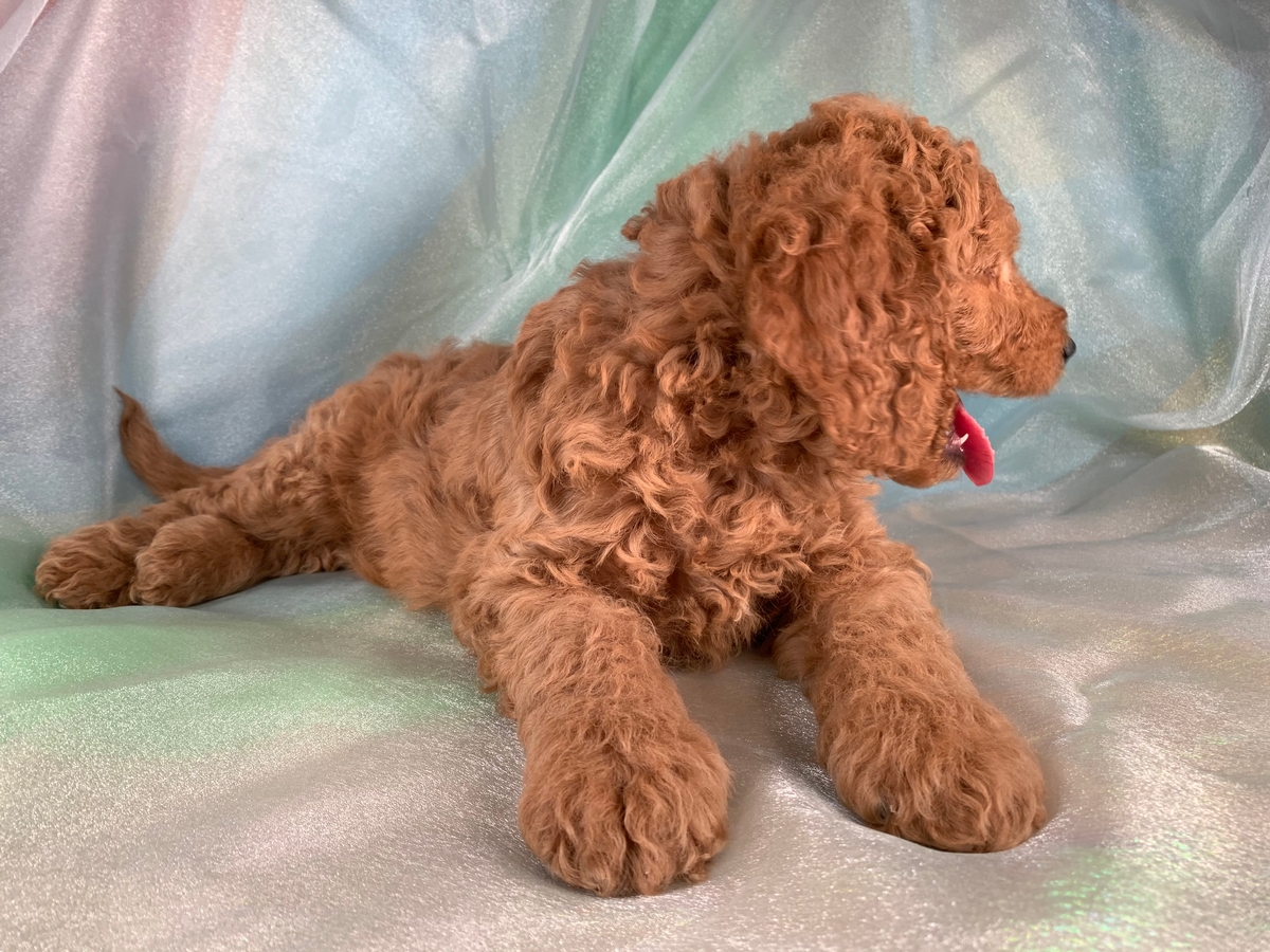 Miniature Goldendoodles, Dark Reds, F1 and F1b's, Iowa, Illinois ...