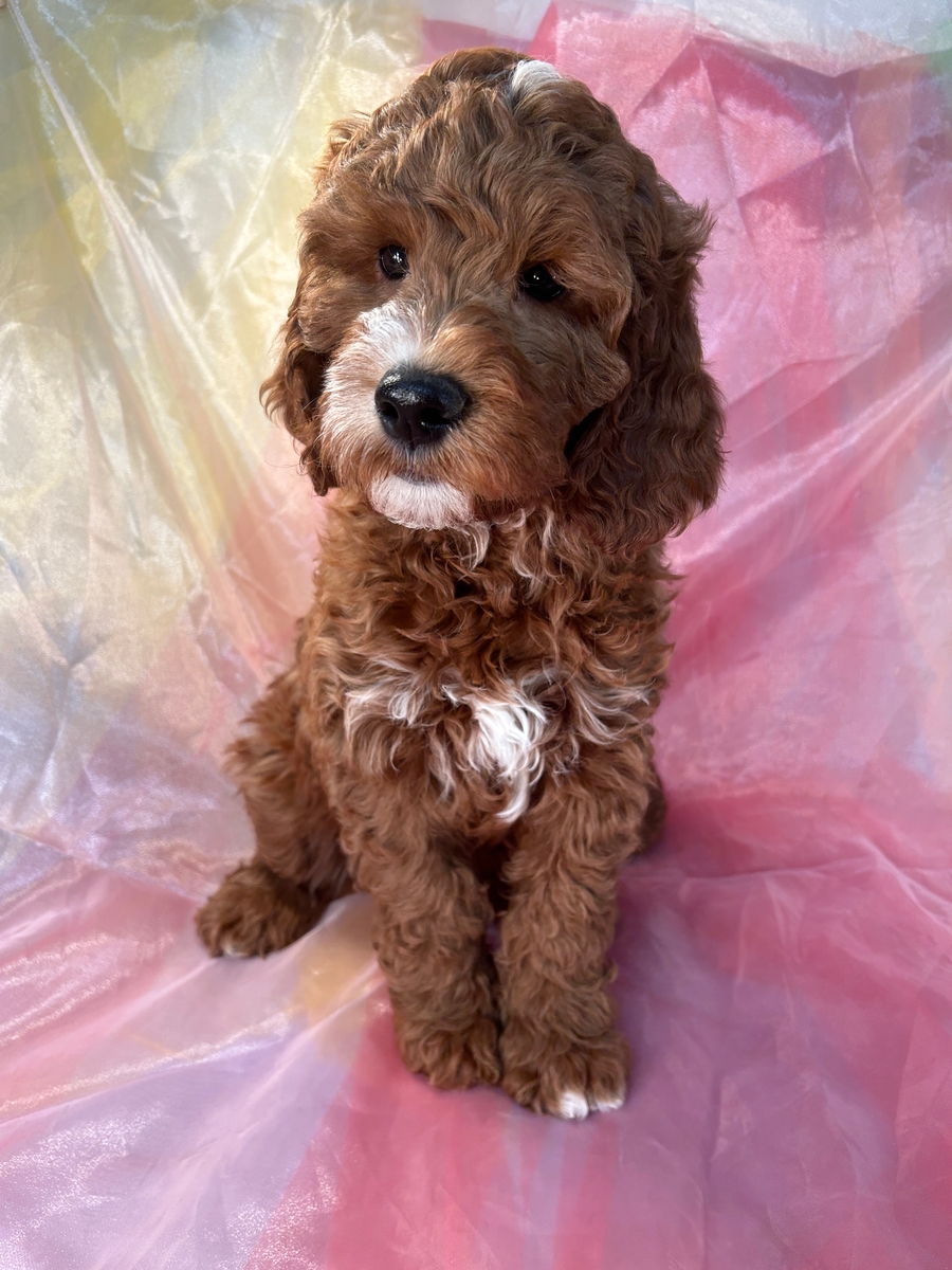 Dark Red F1b Mini Goldendoodle with White Markings Available Now!
