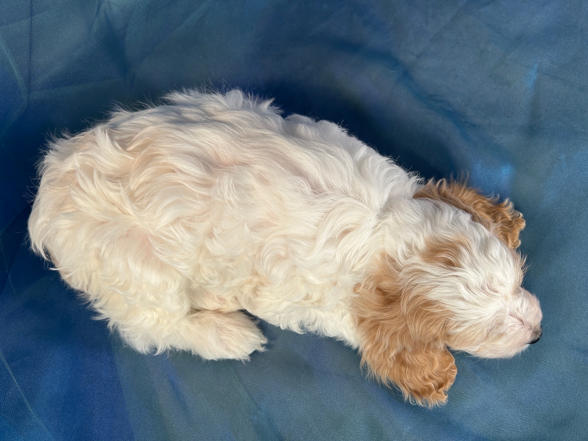 Professional Cockapoo Breeder