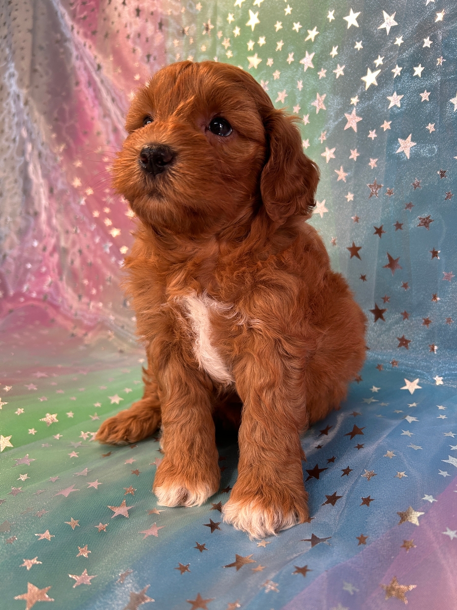 Miniature Schnoodle Litter, Puppies Ready Soon!