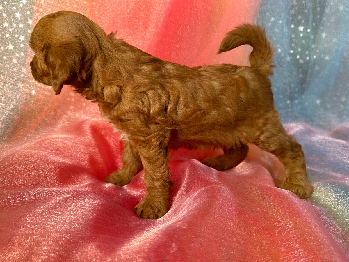 Red Mini Bernedoodle Puppy with White Markings for Sale