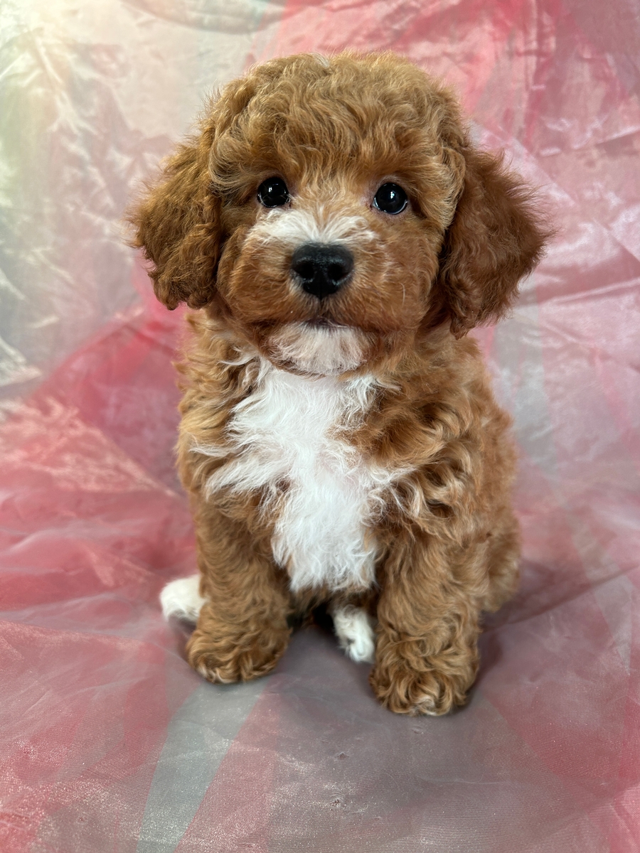 Professionally Breeding Bichon Poodles in Iowa