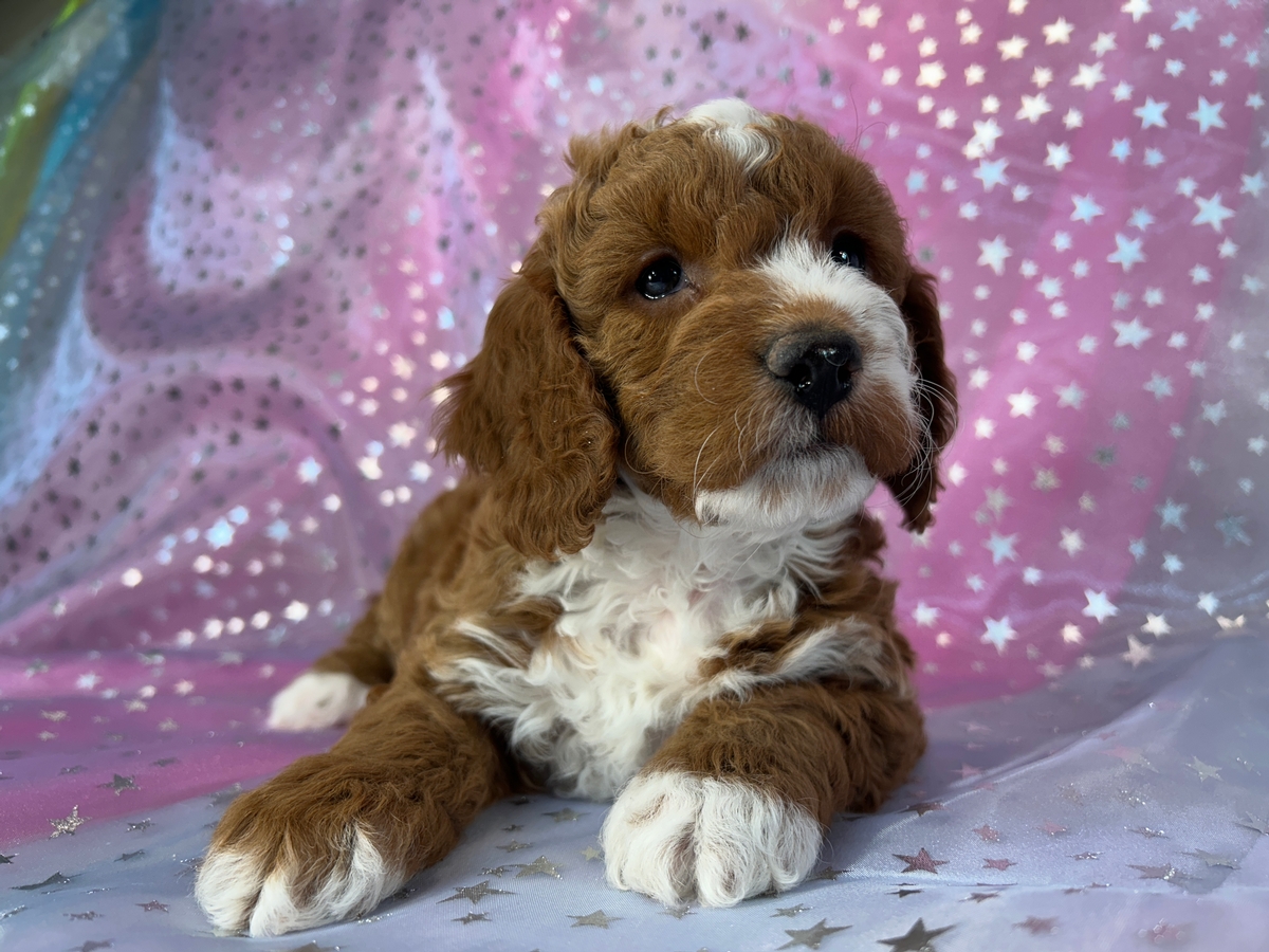 Dark Red Cockapoos with White Markings Ready Now!