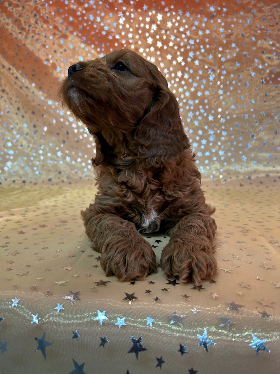 Dark Red Cockapoo for Sale, Iowa Breeder